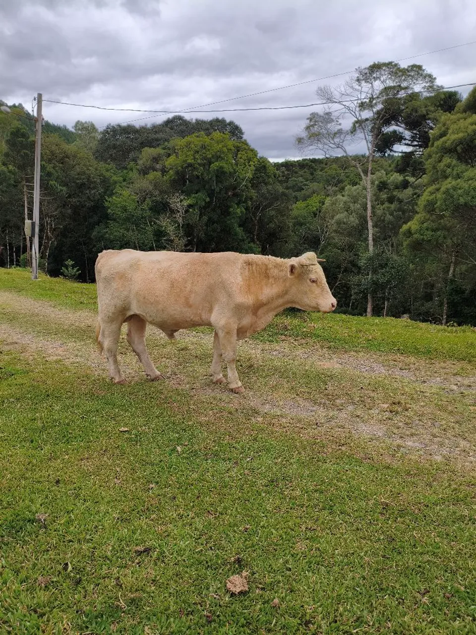 "vaca jersey" - Animais para agropecuária no Brasil