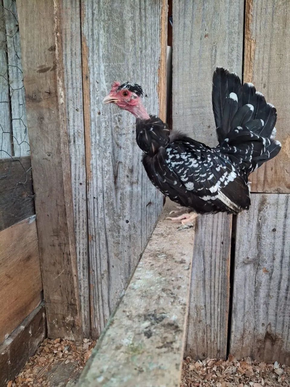 Garnize Modelados - Animais para agropecuária - Três Coroas 1450069896 ...