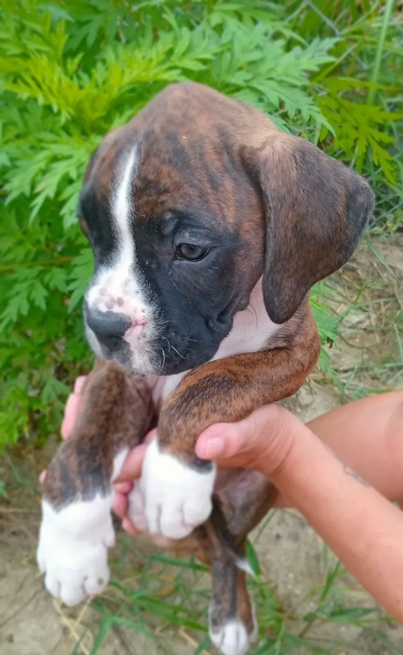 "filhotes de boxer" - Cachorros no Brasil
