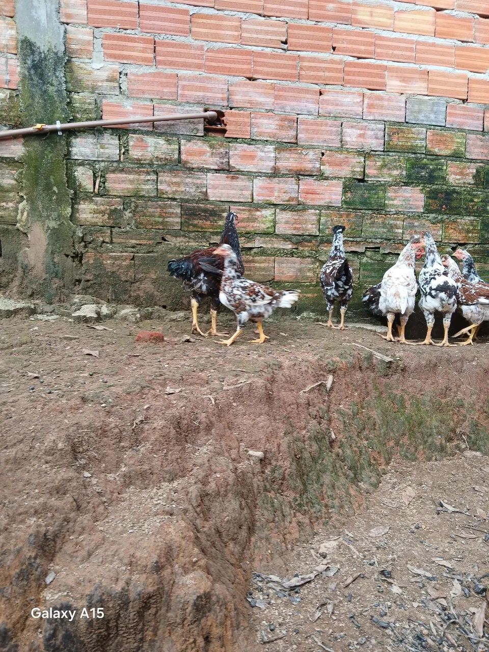 Frangos e Frangas GSB - Animais para agropecuária - Jardim Coimbra, São ...