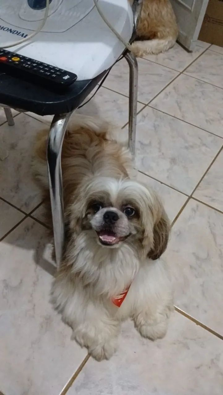 raça shituso - Cachorros - Novo Horizonte, Linhares 1468608691 | OLX