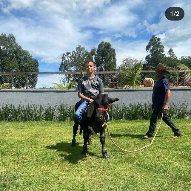 Boi mini boi | +896 anúncios na OLX Brasil