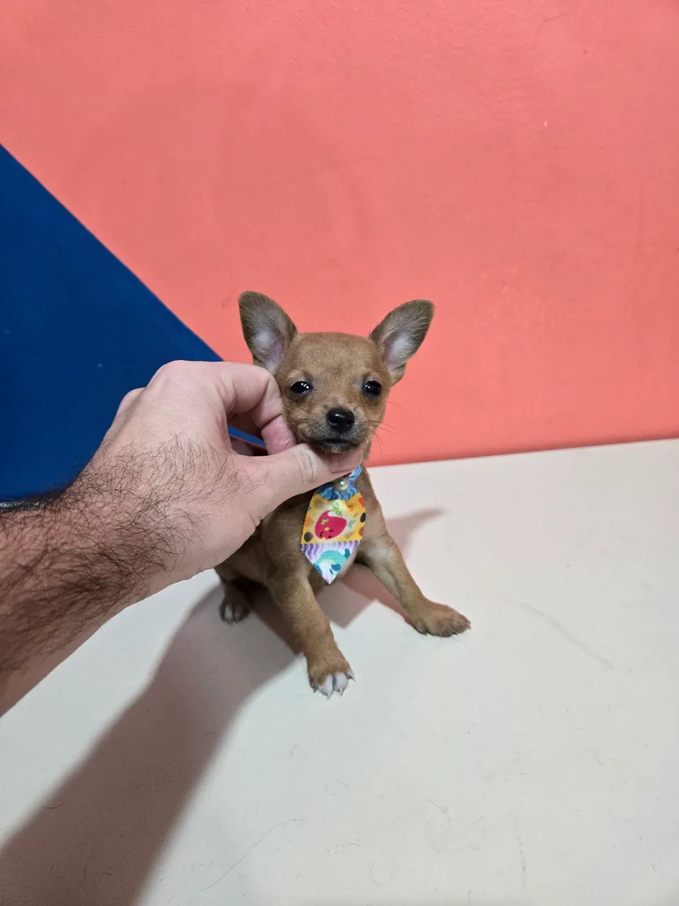 "cachorro pinscher 1" - Cachorros no Brasil