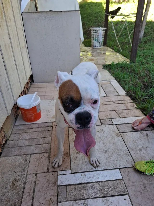 "cachorro box" no Brasil