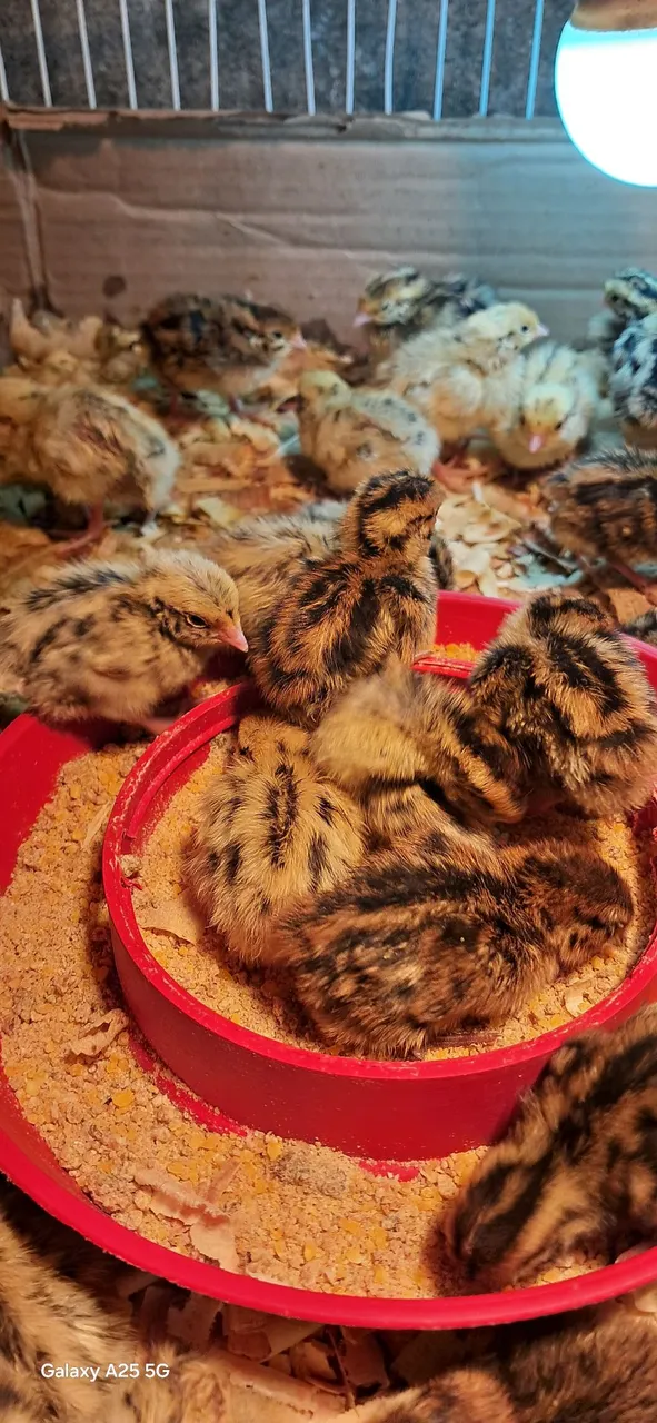 "filhotes de codornas" - Outros animais no Brasil