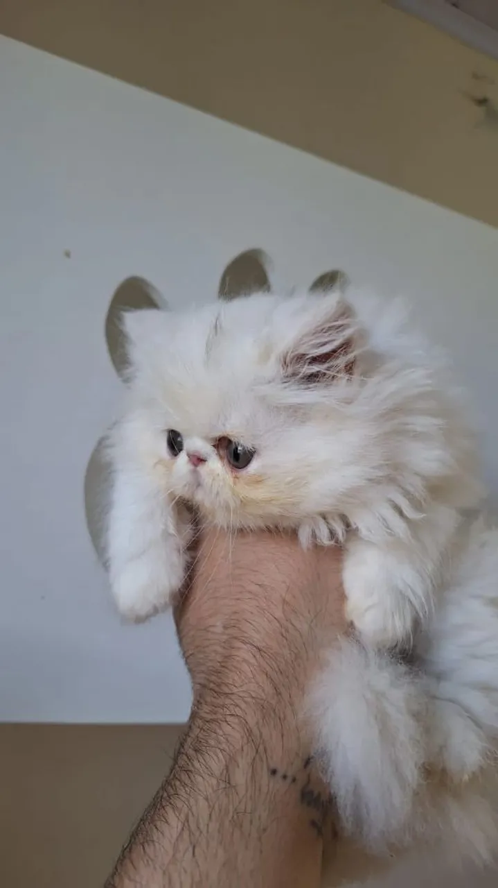 "persa branco" - Gatos no Brasil