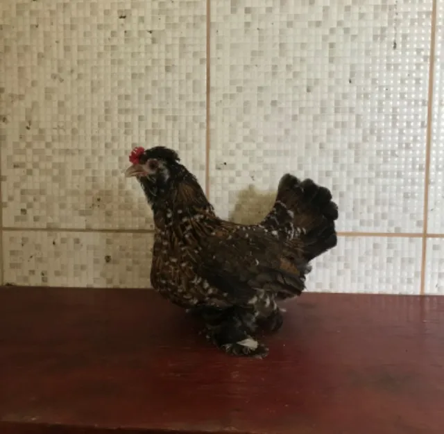 "mini garnizes" no Brasil