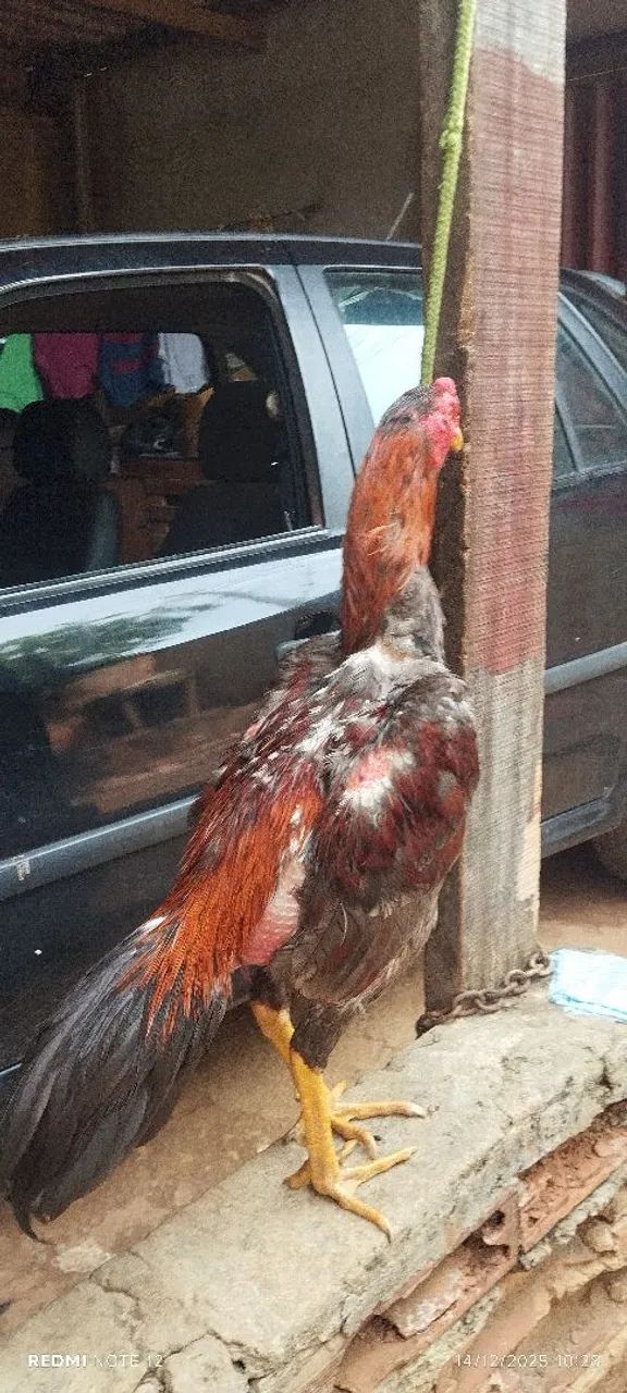 Frangos - Animais para agropecuária - Residencial Mundo Novo 3, Goiânia ...