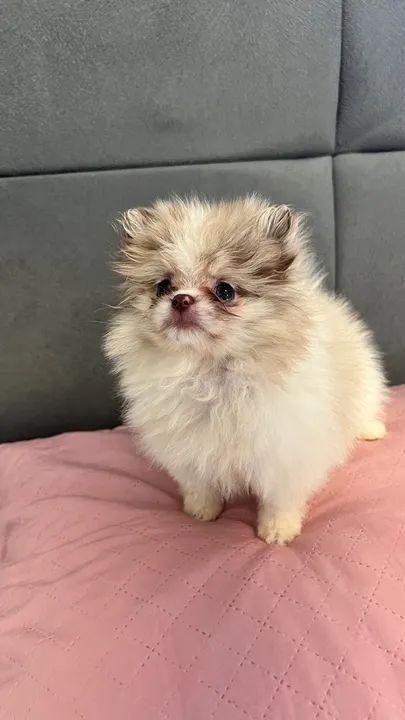 "spitz merle" no Brasil