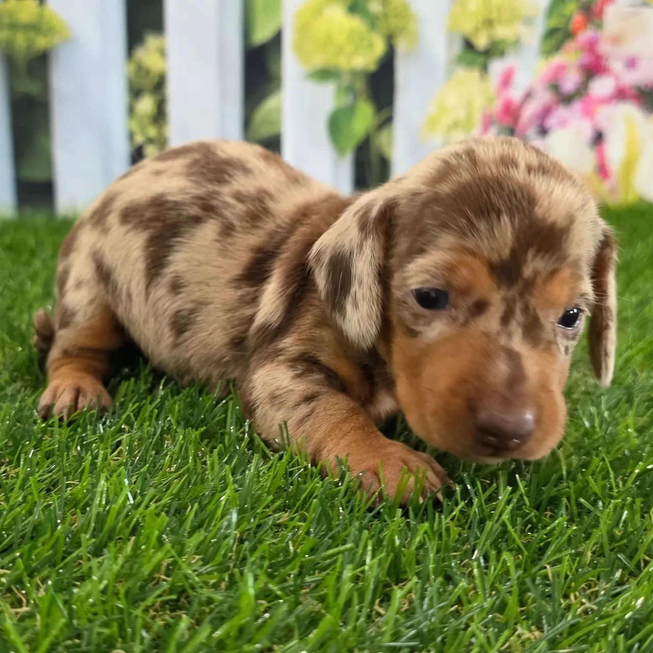 "Dachshund" - Cachorros no Brasil