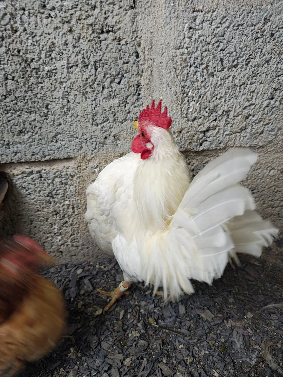 "mini garnizes" no Brasil