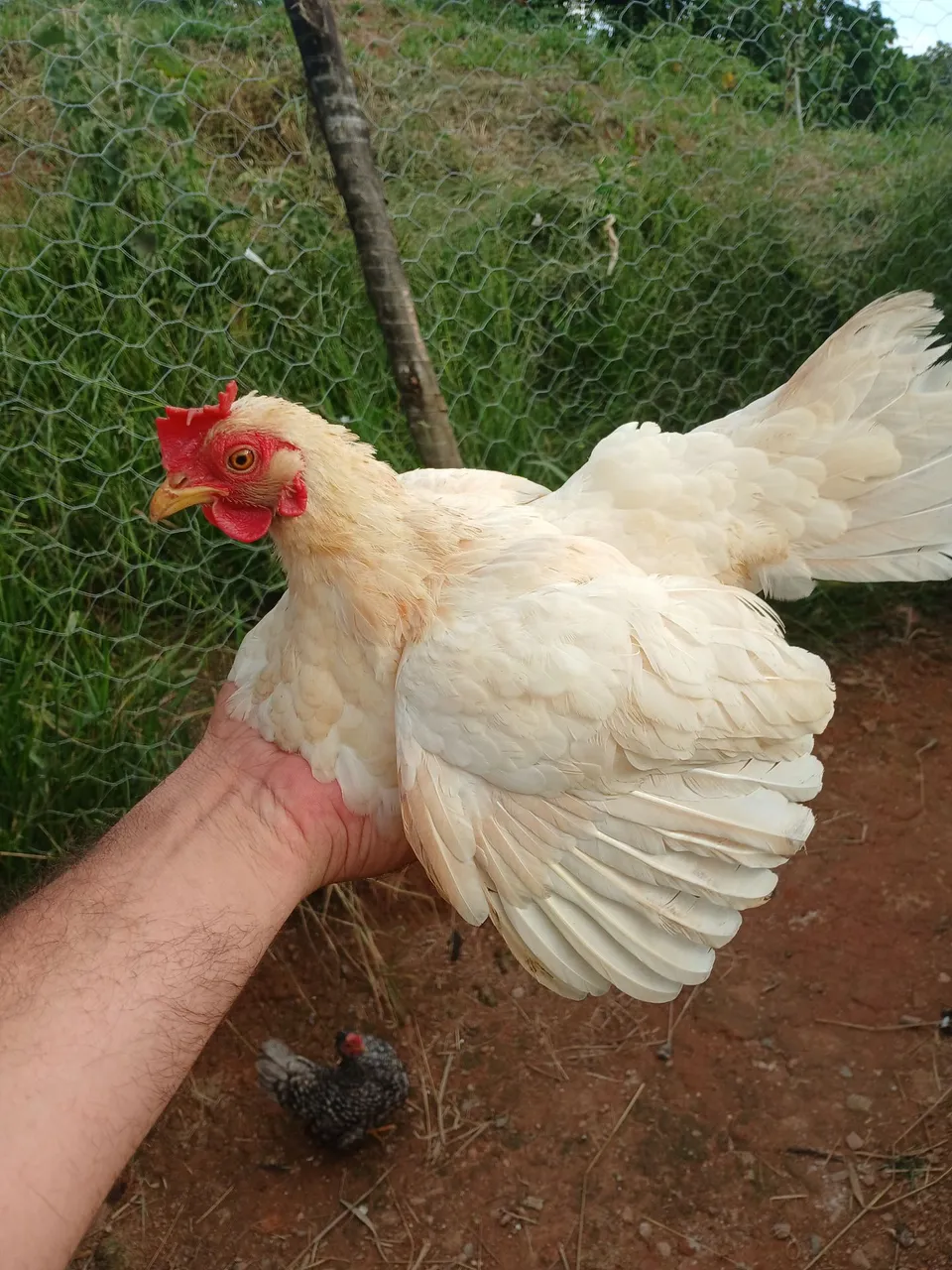 "garnizes" no Brasil