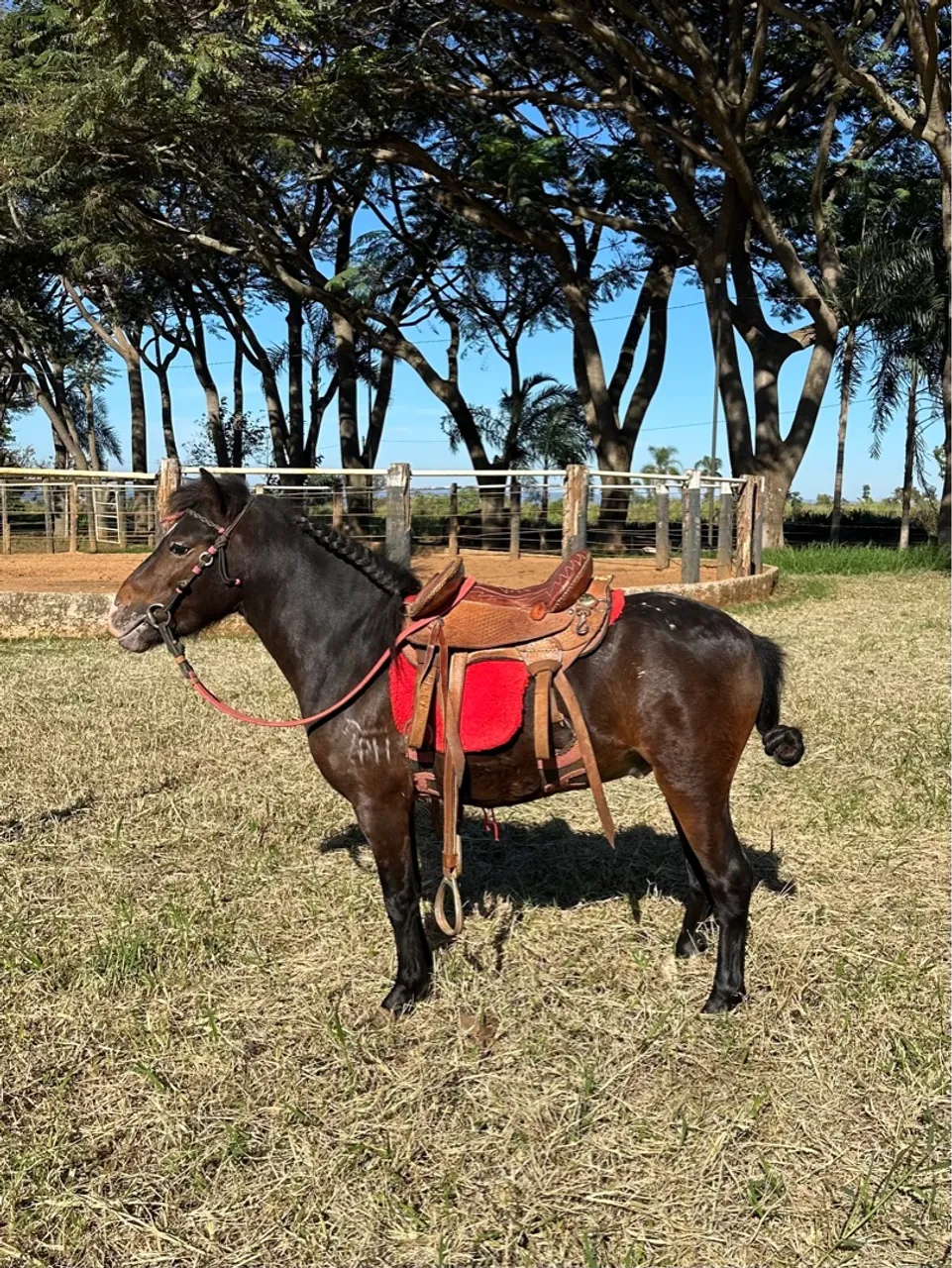 "mini ponei" no Brasil