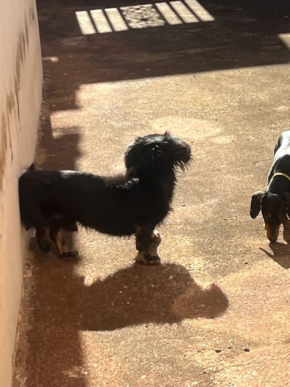 Dachshund-cofap-salcisha pelo longo - Cachorros - Parque Vale dos ...