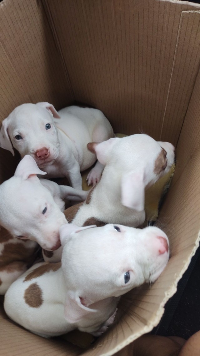 Filhotes pitbull apbt | +103 anúncios na OLX Brasil