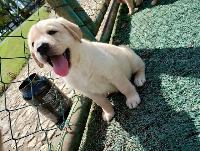 "filhote labrador puro" no Brasil