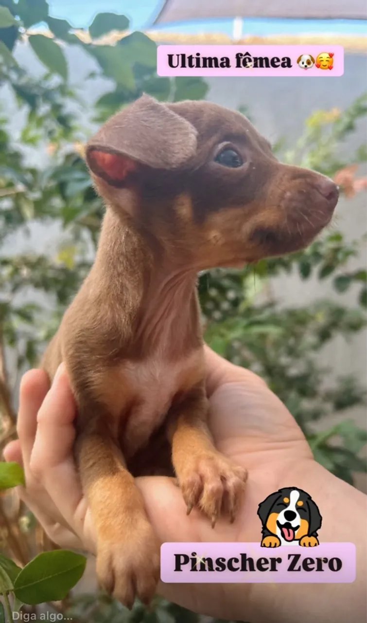"pinscher 0" - Cachorros no Brasil