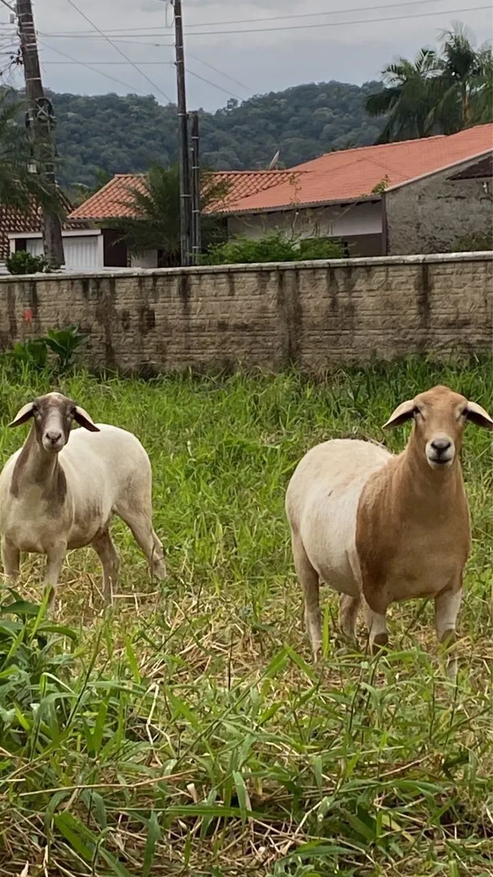 Ovelhas Santa Ines - Animais para agropecuária - Guarani, Brusque ...