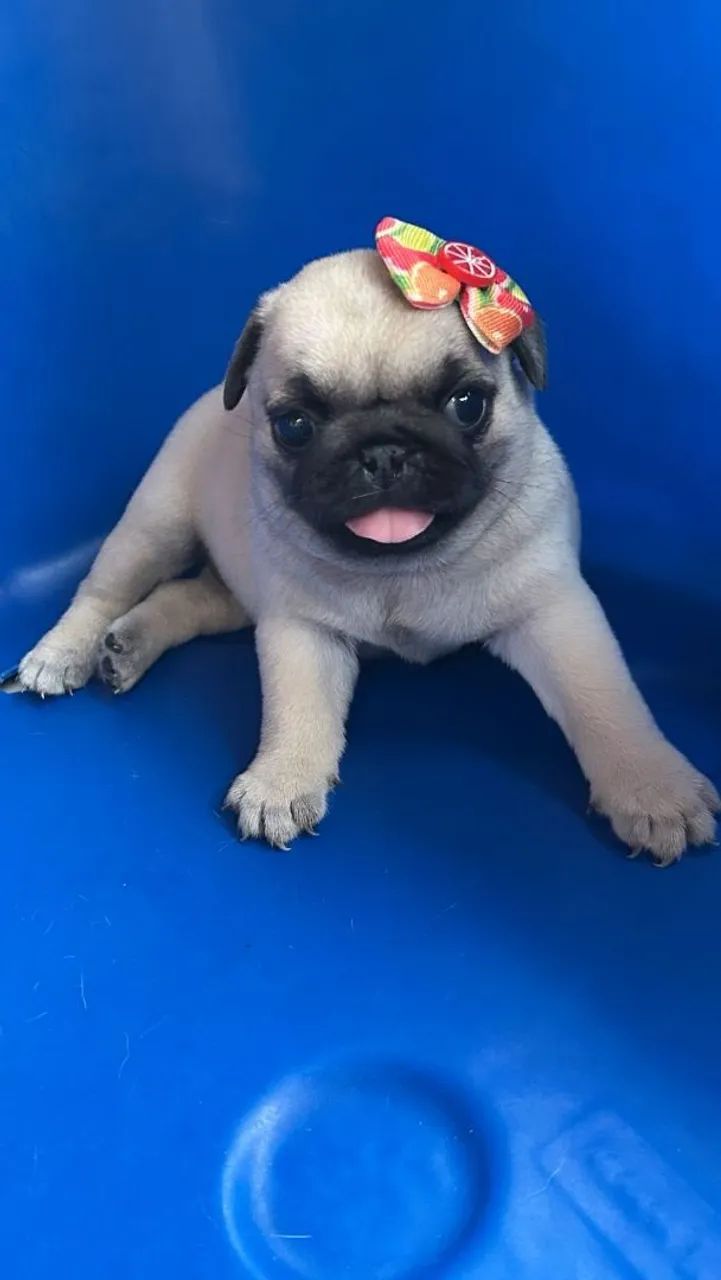 Filhotes de Pug - Cachorros - Vila Anália, Montes Claros 1446414459 | OLX