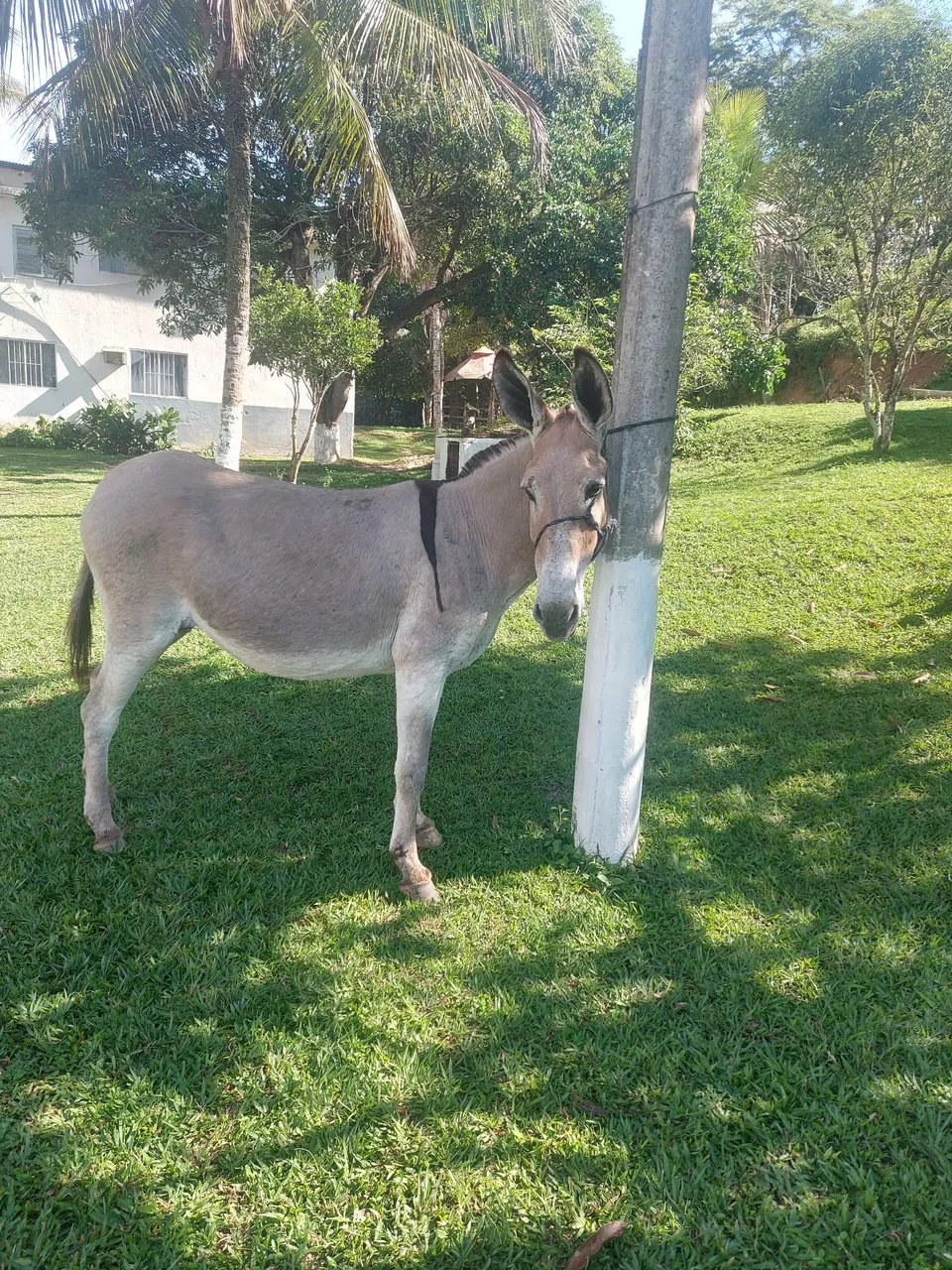 Animais para agropecuária no Rio de Janeiro