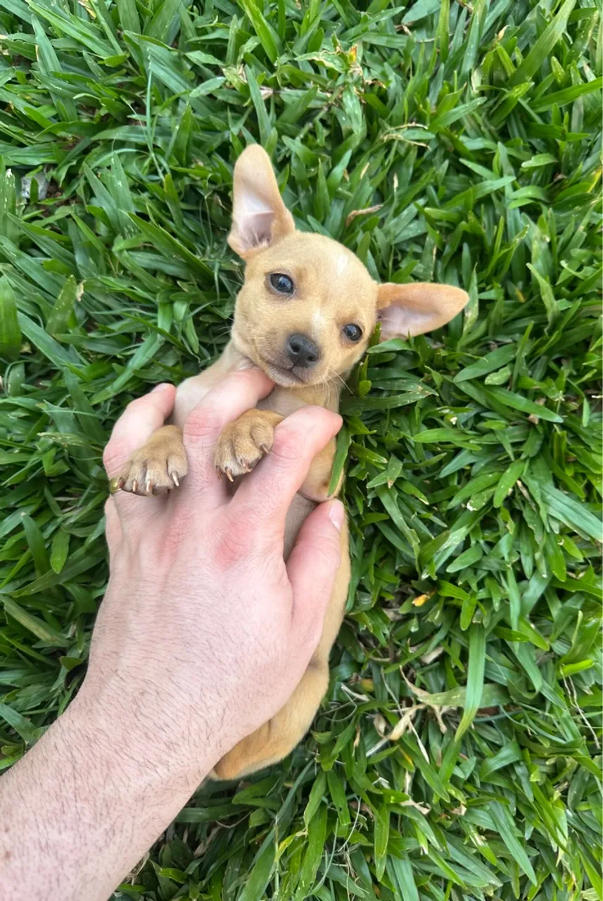 "cachorro pinscher 1" - Cachorros no Brasil
