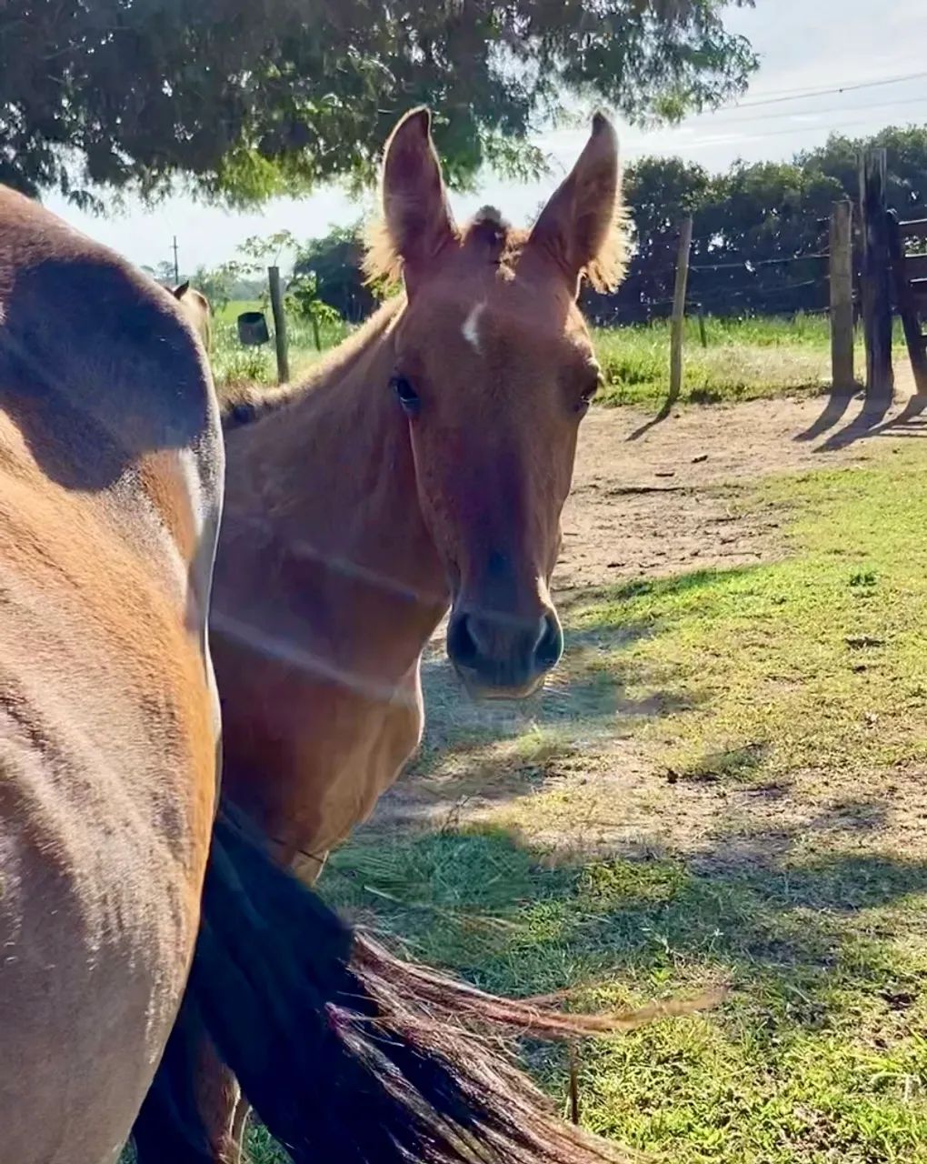 Potro mangalarga - Animais para agropecuária - Interlagos, Linhares ...