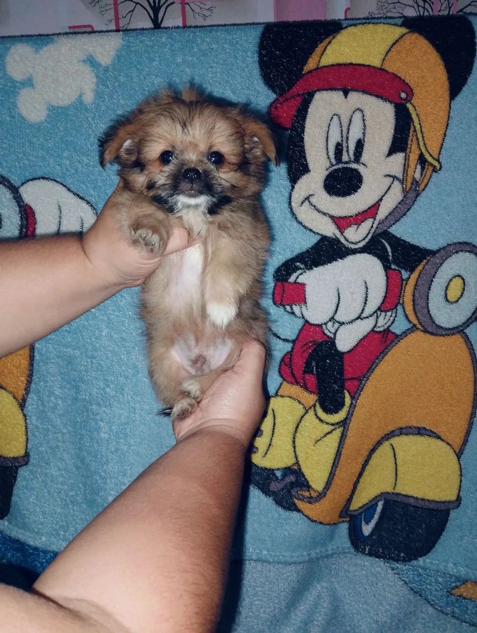 Filhote de Sharian Macho - Cachorros - Icuí-Guajará, Ananindeua ...