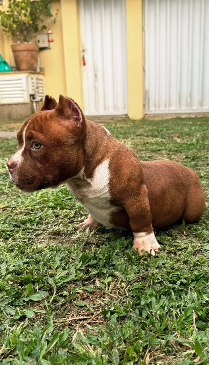 "filhotes de american bully" - Cachorros no Brasil