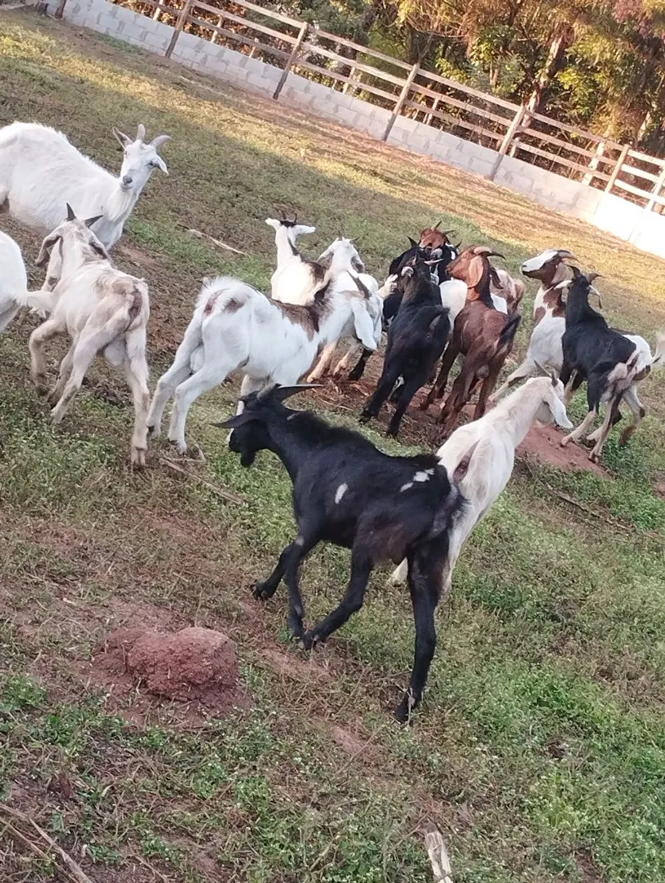 "bodes e cabras" no Brasil