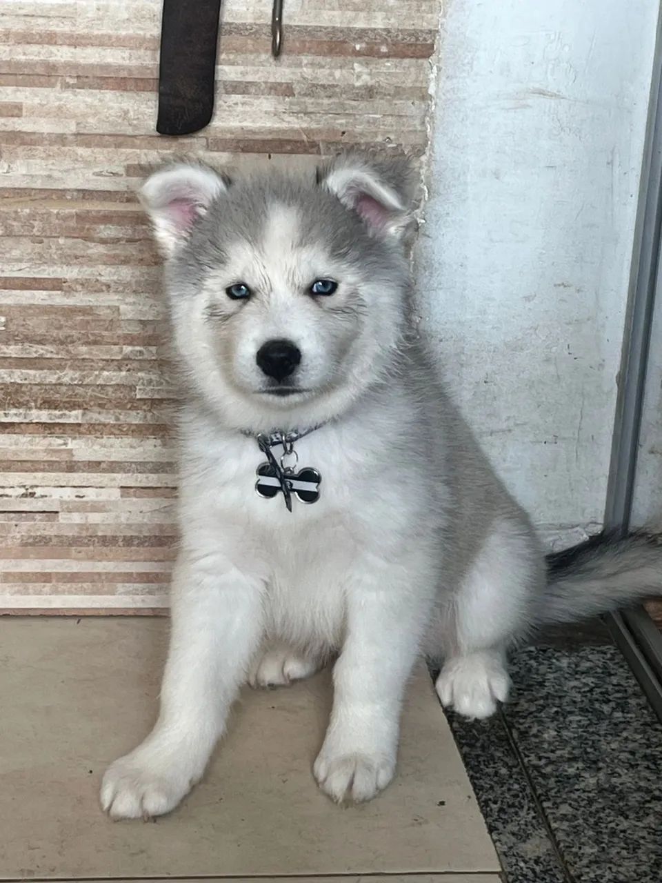 Husky siberiano - Cachorros - Telégrafo, Belém 1467418185 | OLX