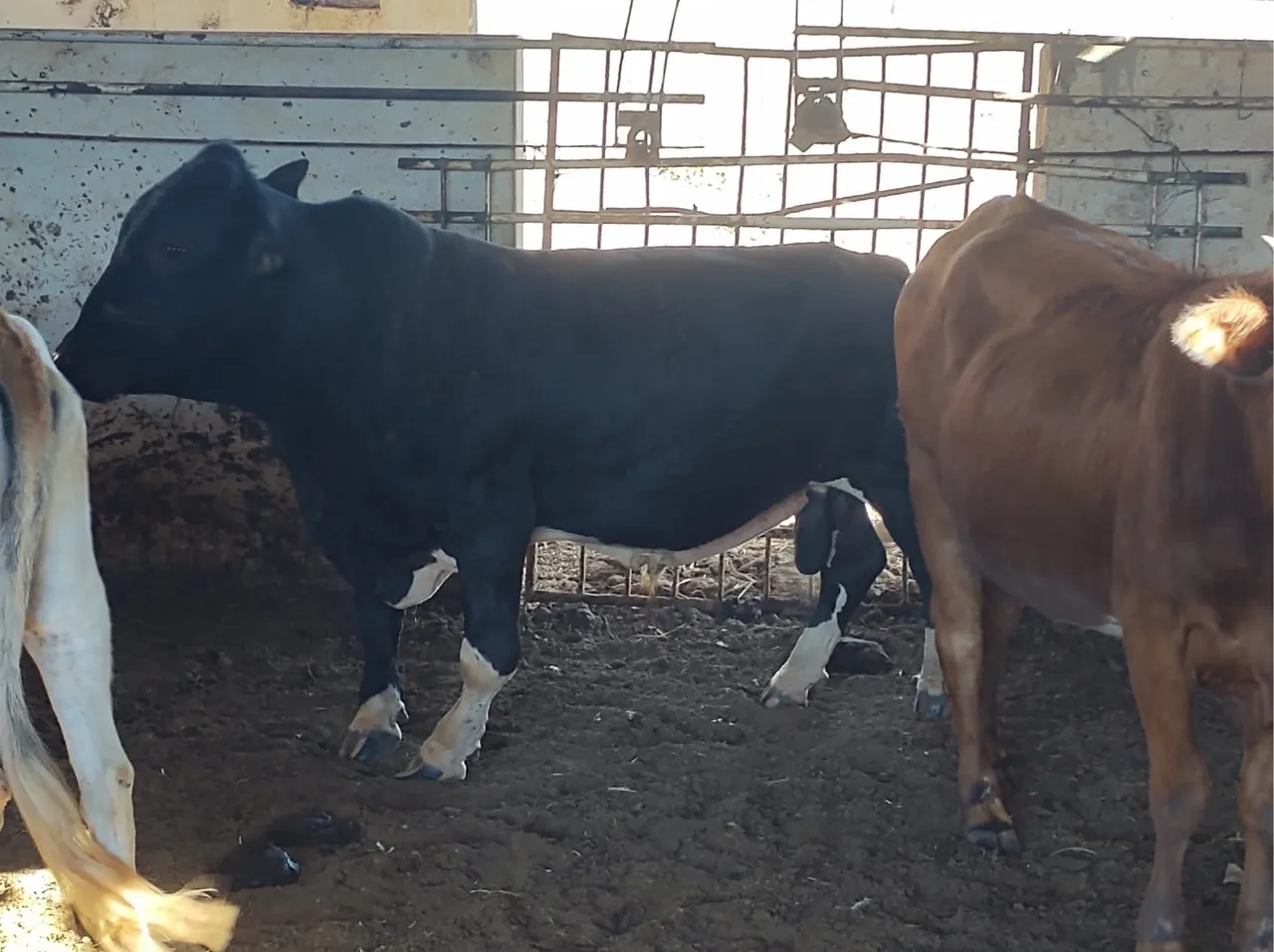 "boi mini boi" - Animais para agropecuária no Brasil