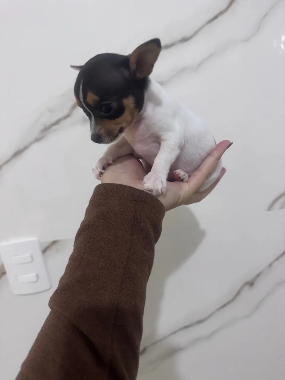 "pinscher 0" - Cachorros no Brasil