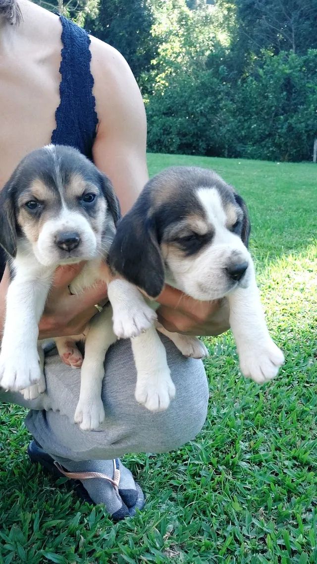 Cachorro Beagle em Caxias do Sul e região, RS