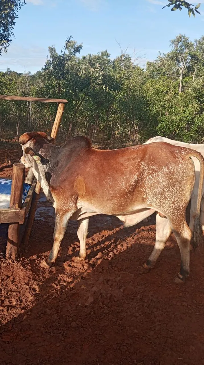 "boi manso" no Brasil