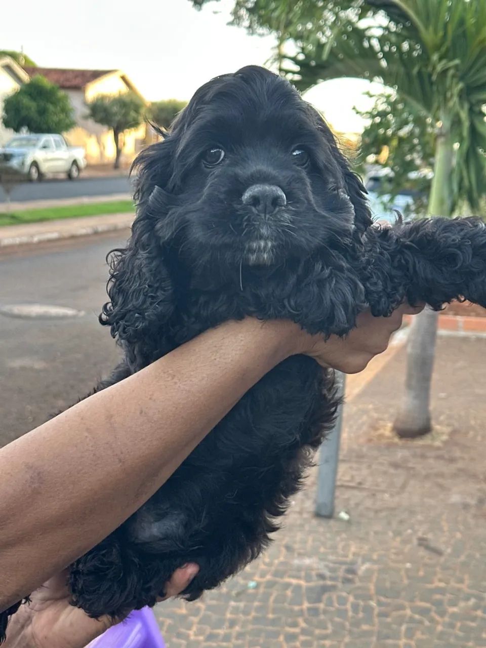 Filhote de Cocker Americano disponível - Cachorros - Jardim Goiás ...