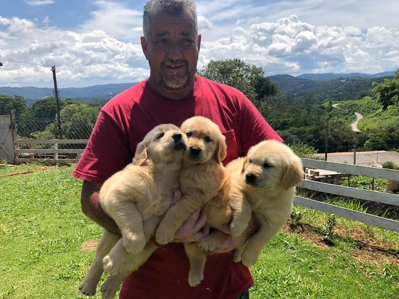 "golden retriever macho" - Cachorros no Brasil