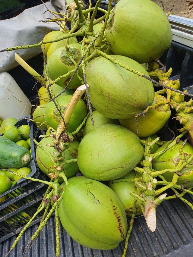 "coco verde" no Brasil