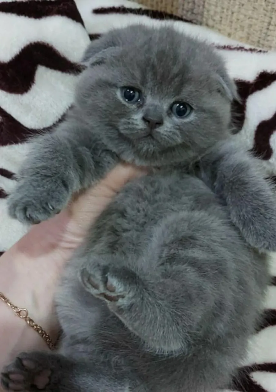 "gatos scottish fold" - Gatos no Brasil