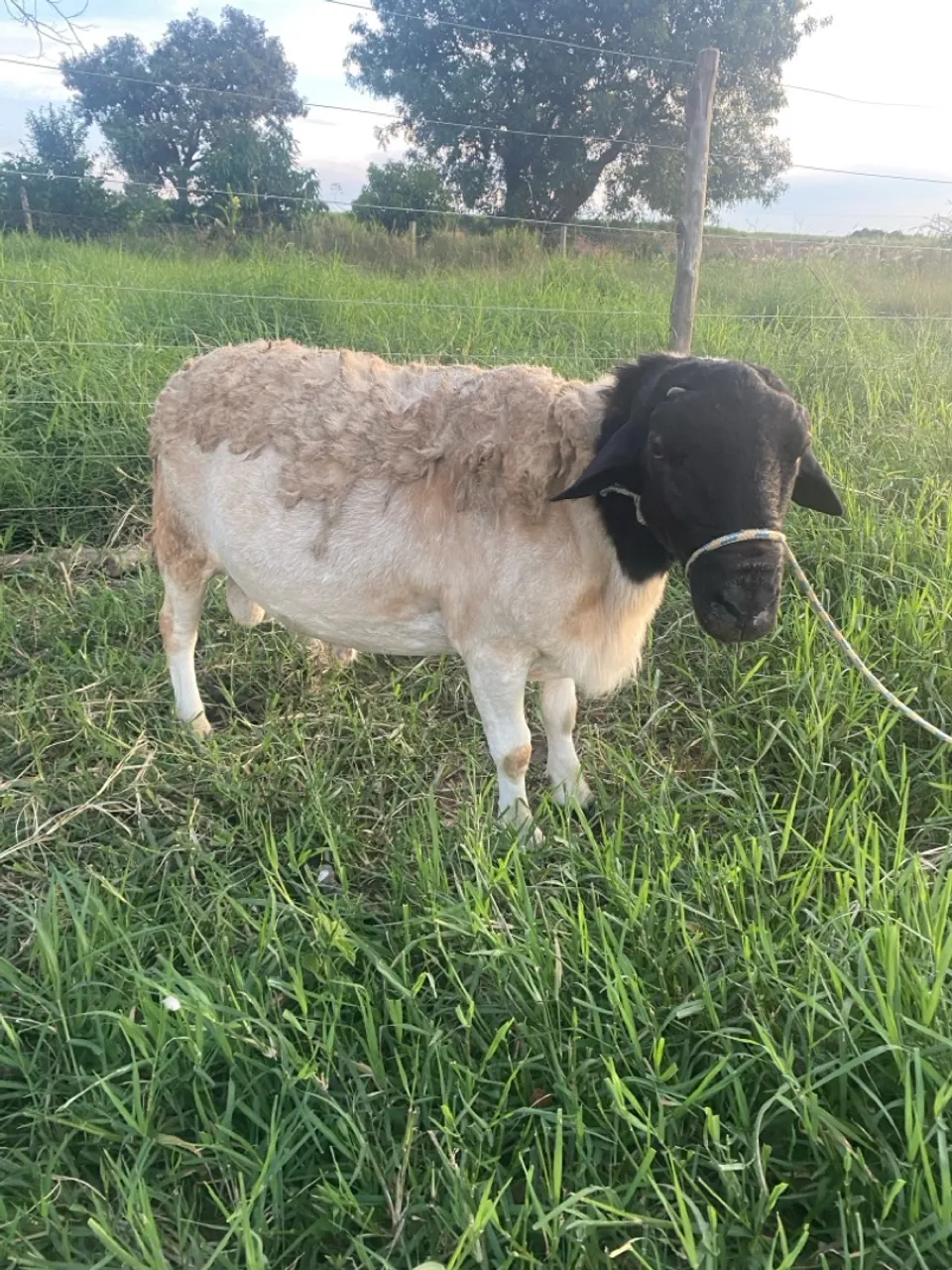 "carneiros dorper" no Brasil