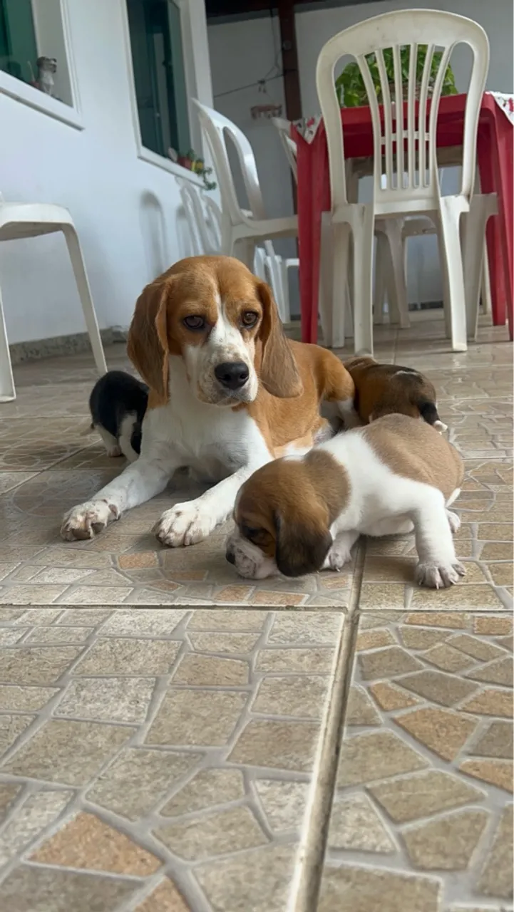 "filhotes de cachorros beagle" - Cachorros no Brasil