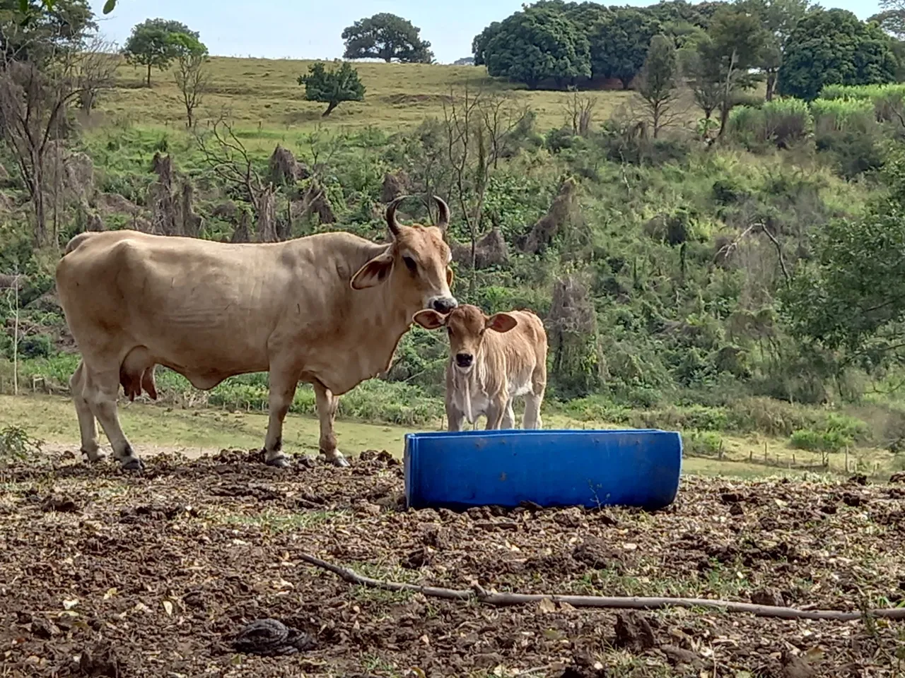 "mini vaca" - Animais para agropecuária no Brasil