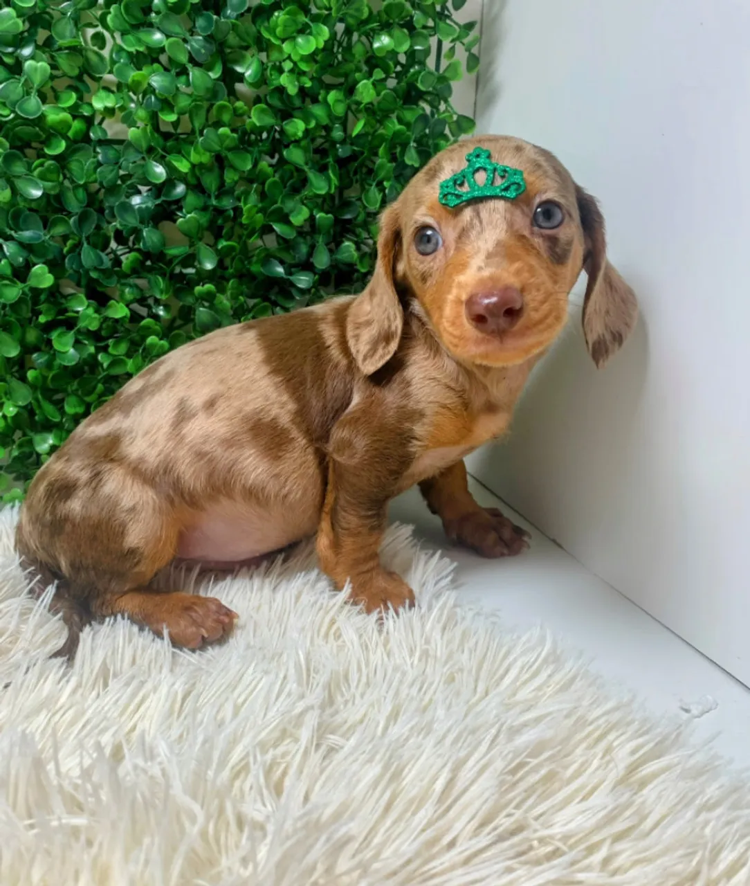 "basset dachshund arlequim" - Cachorros no Brasil