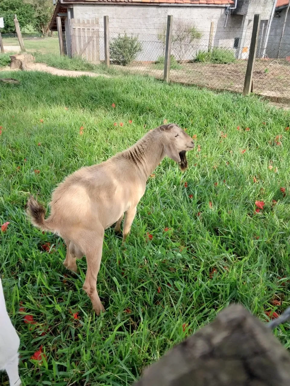 "bode filhote" no Brasil