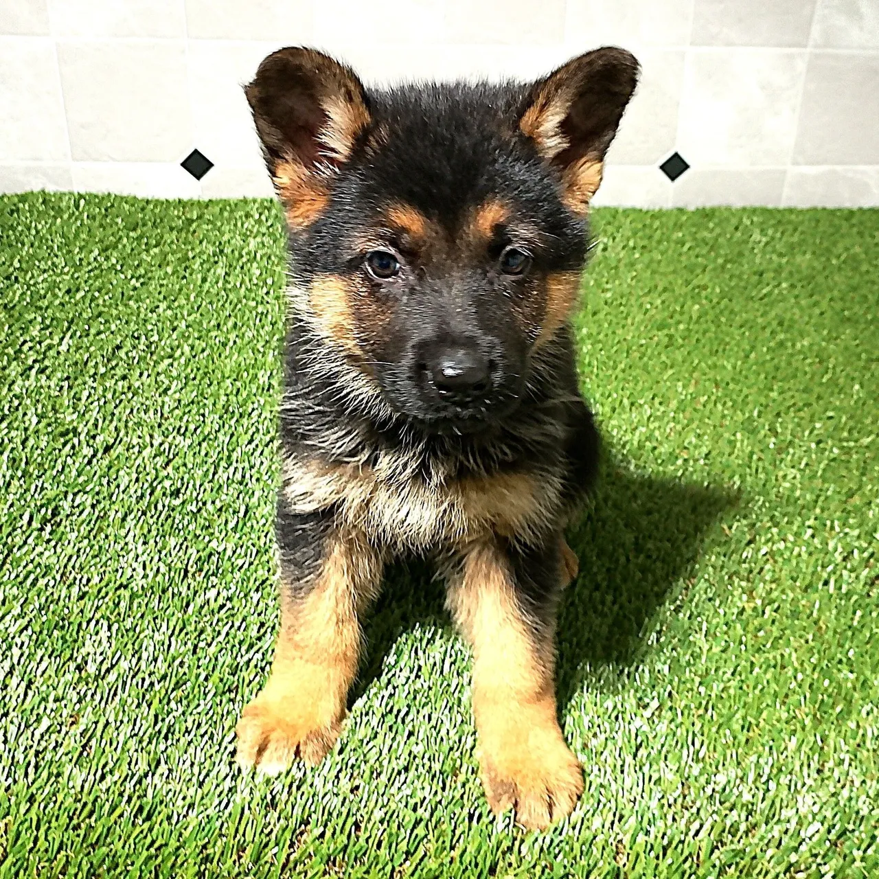 "pastor alemao puro" - Cachorros no Brasil