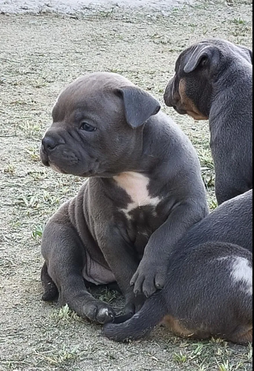 "filhotes de american bully" - Cachorros no Brasil