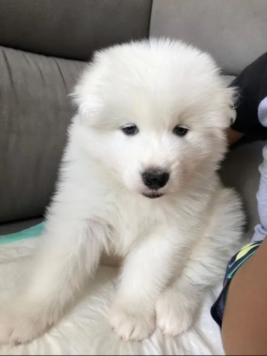 "samoiedas" no Brasil