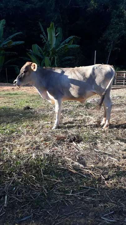 "mini vaca" - Animais para agropecuária no Brasil