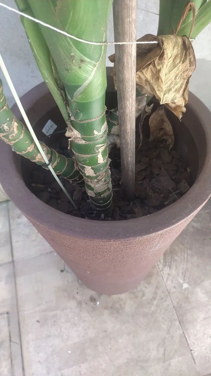 Planta Comigo Ninguém Pode - Jardinagem e Plantas - Jardim Santa Inês I ...