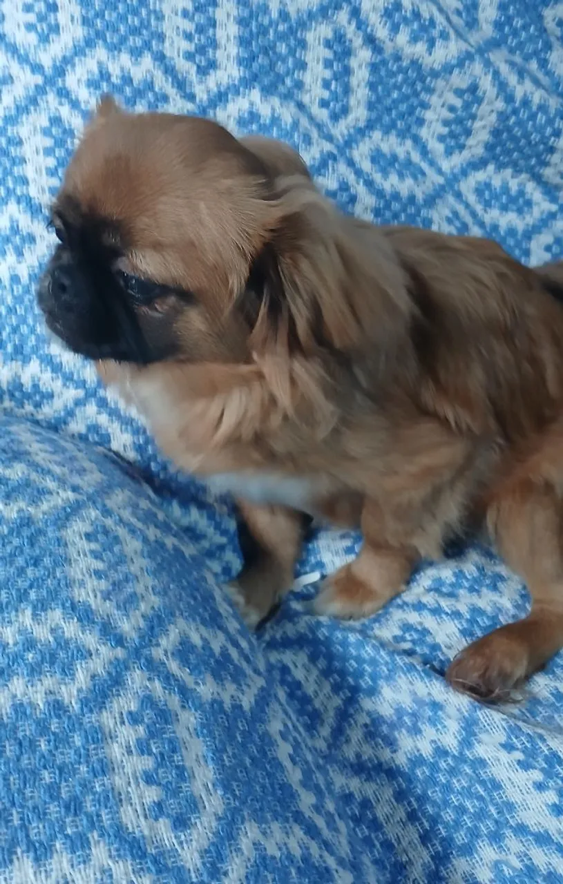 "filhote pequines" - Cachorros no Brasil