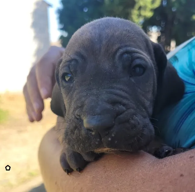 "filhote de fila brasileiro" - Cachorros no Brasil